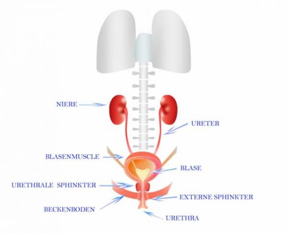 Das Harnwegssystem · iD Blog
